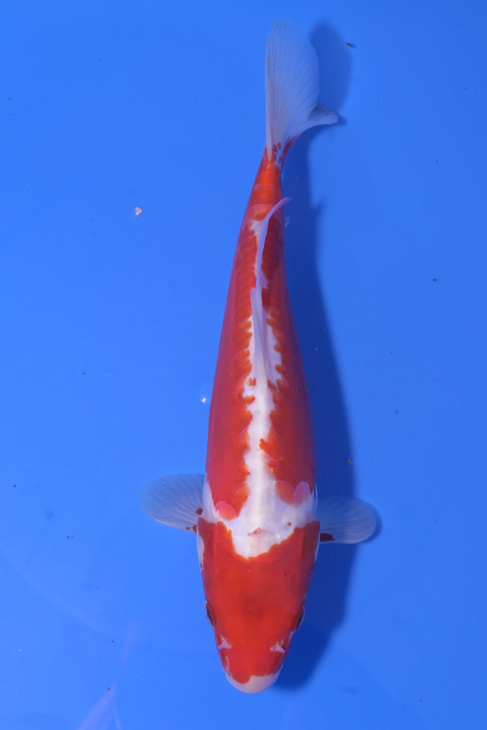 Kosui from Hiroi — Steel City Koi